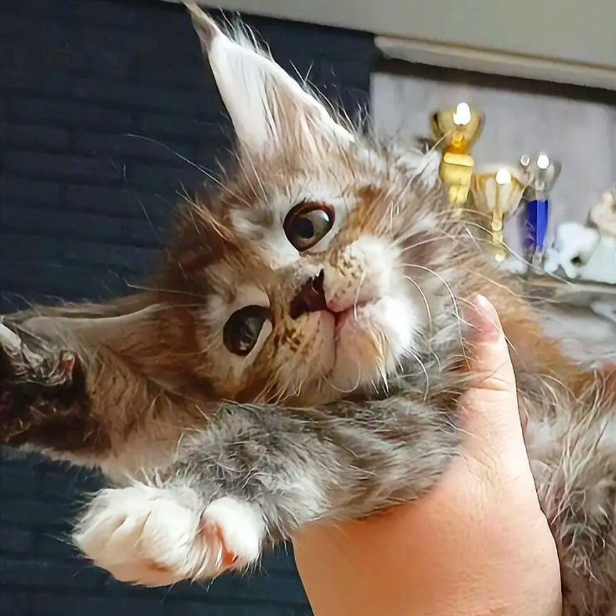 Мейн-кун котёнок