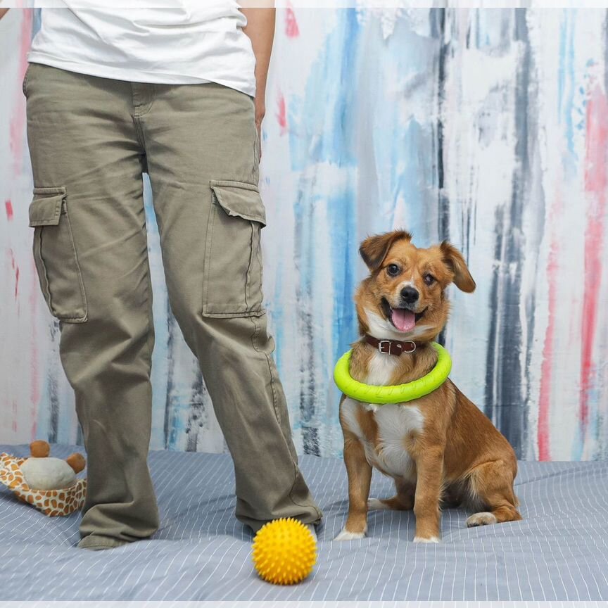 Взрослая собака в добрые руки