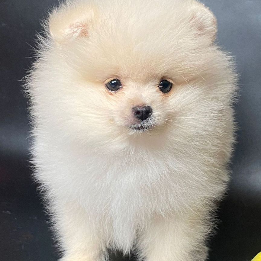 Мини шпиц мальчик крем