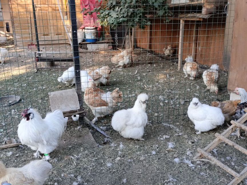 Куры несушки китайские шелковые