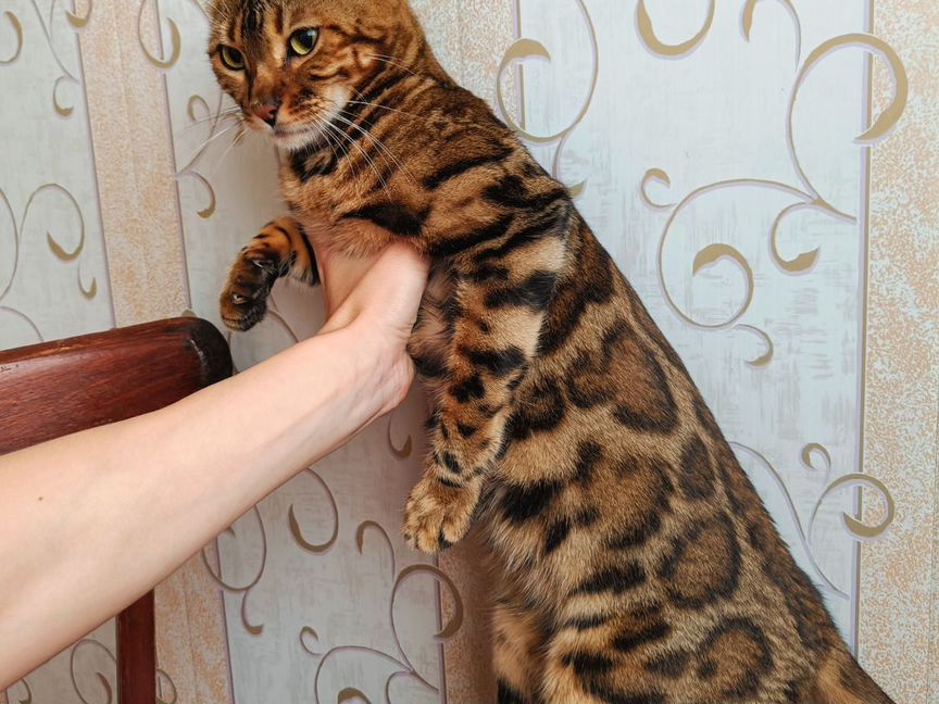 Взрослая бенгальская кошечка
