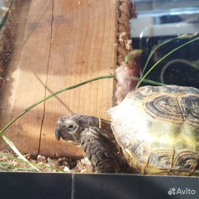 Черепашка сухопутная