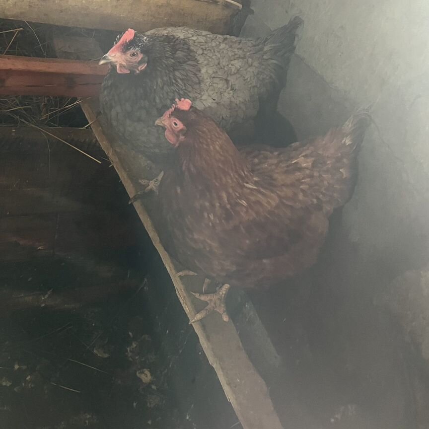 Куры несушки