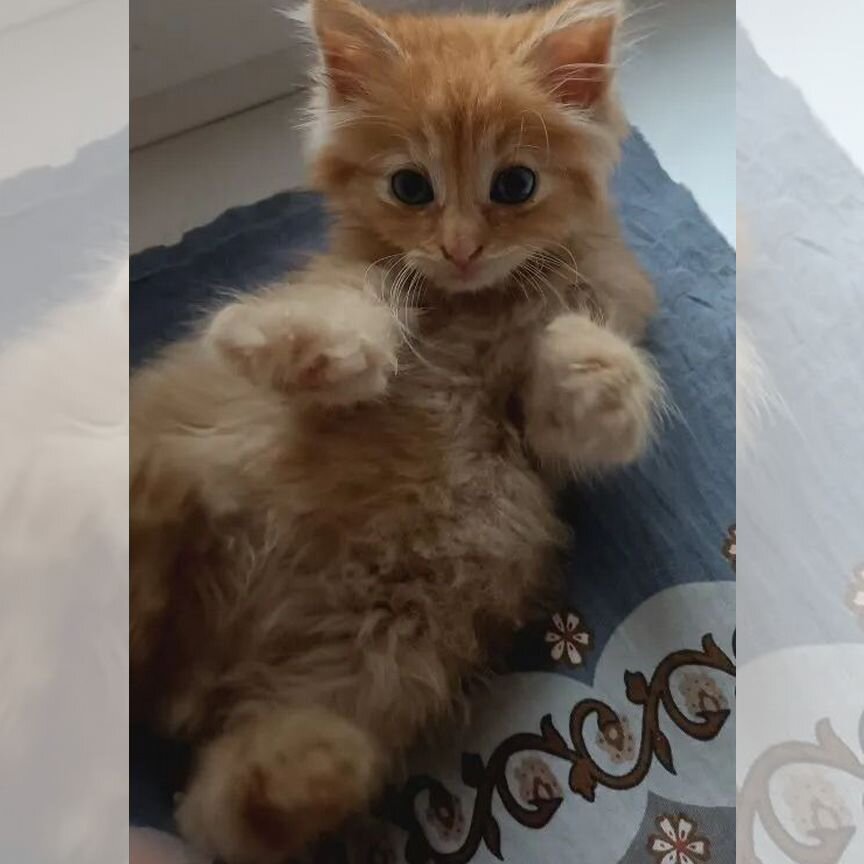 Котенок в добрые руки