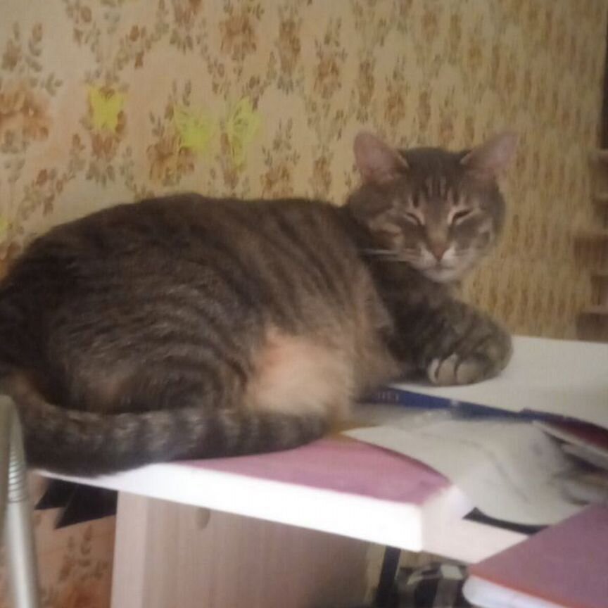 Одам кота в хорошие руки кот умный хороший