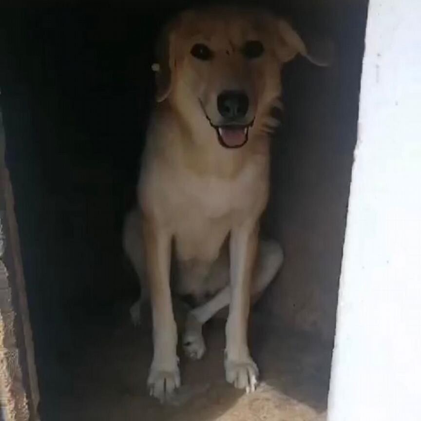 Собака дважды убежала от смерти