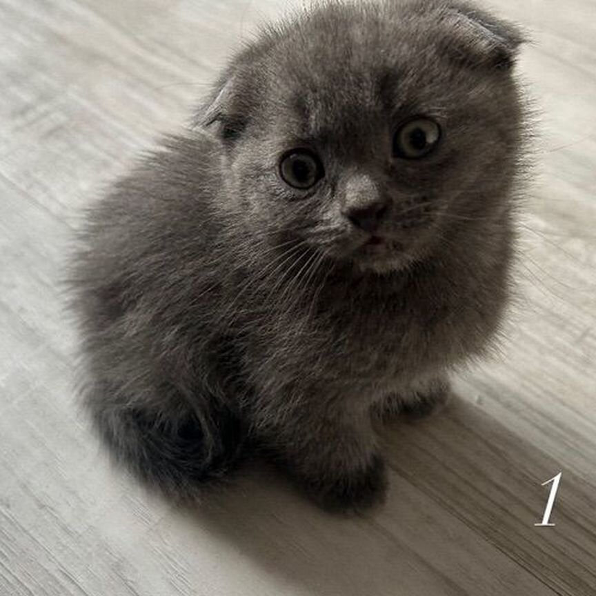 Шотландский вислоухий короткошёрстный котёнок