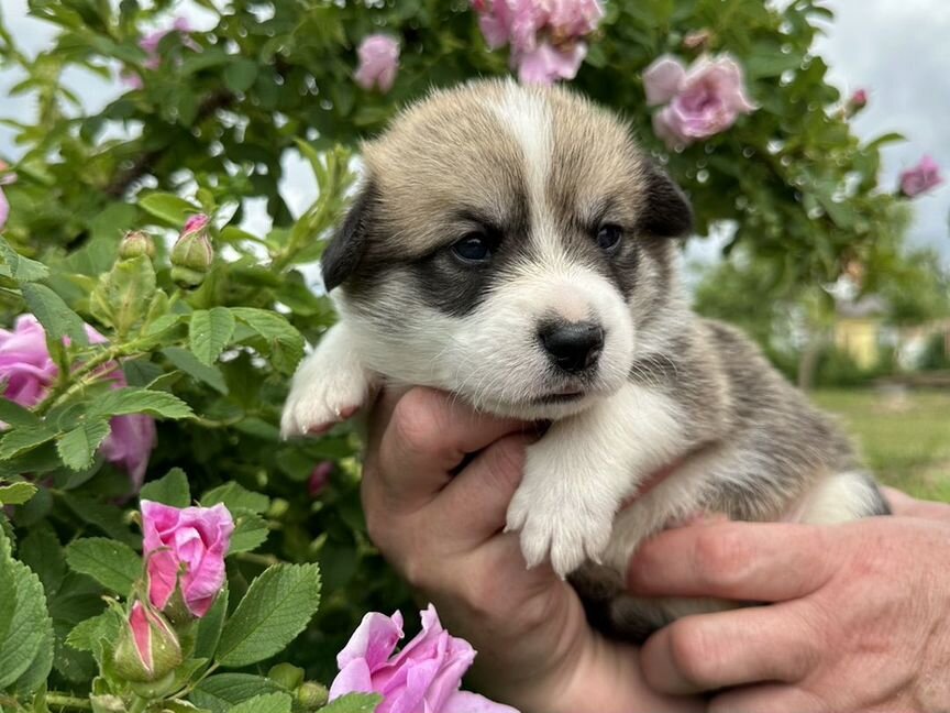 Щеночки корги. Резерв