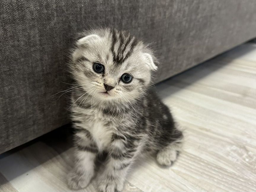 Шотландские котята