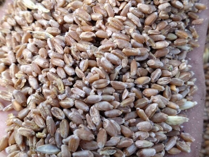 Пшеница ячмень