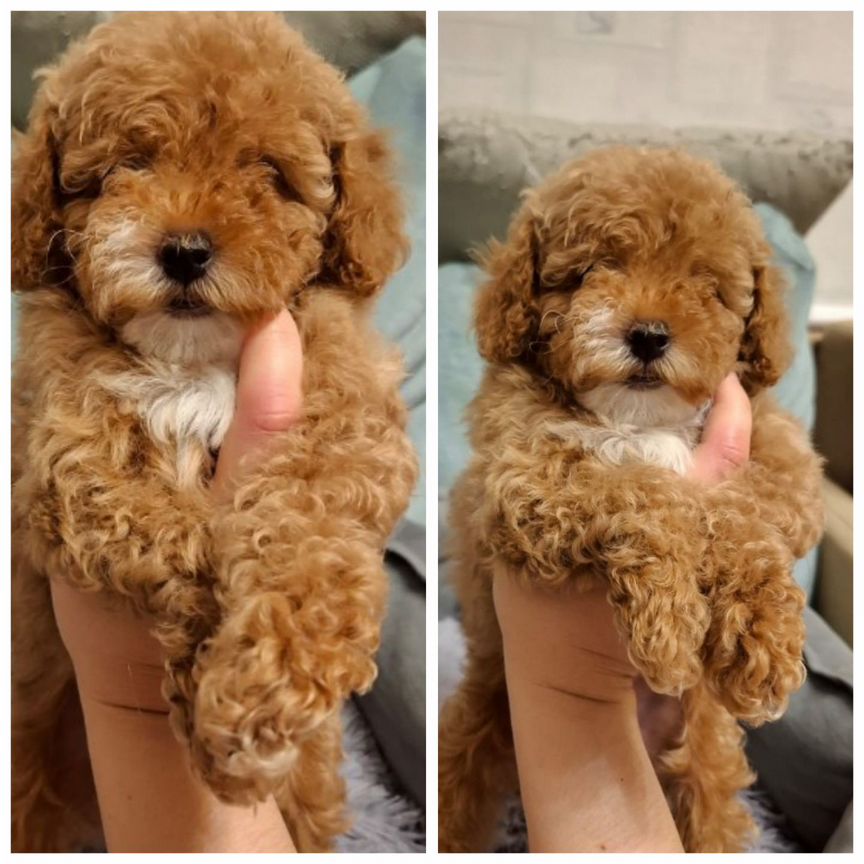 Красная мальтипу