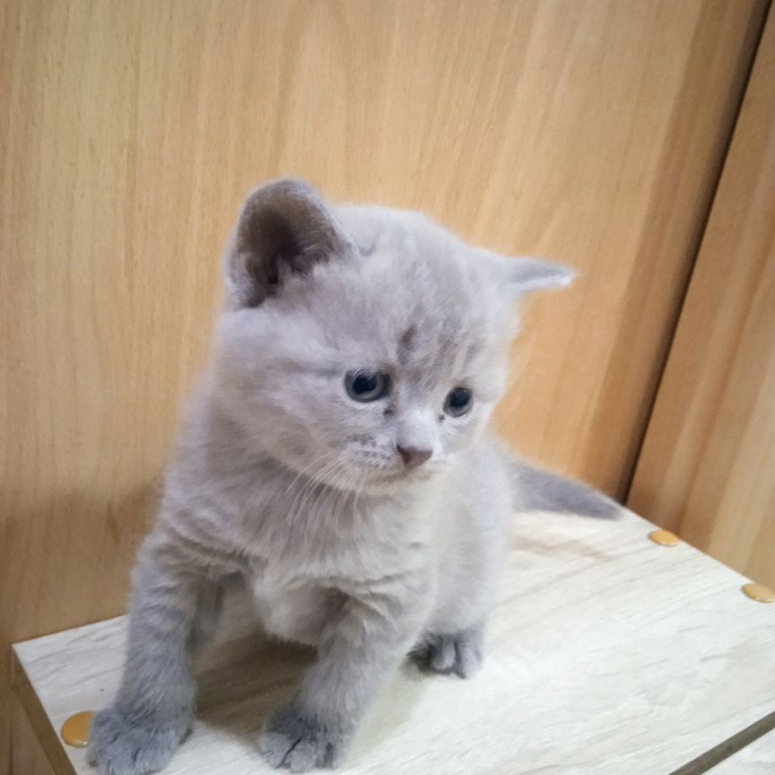 Британские