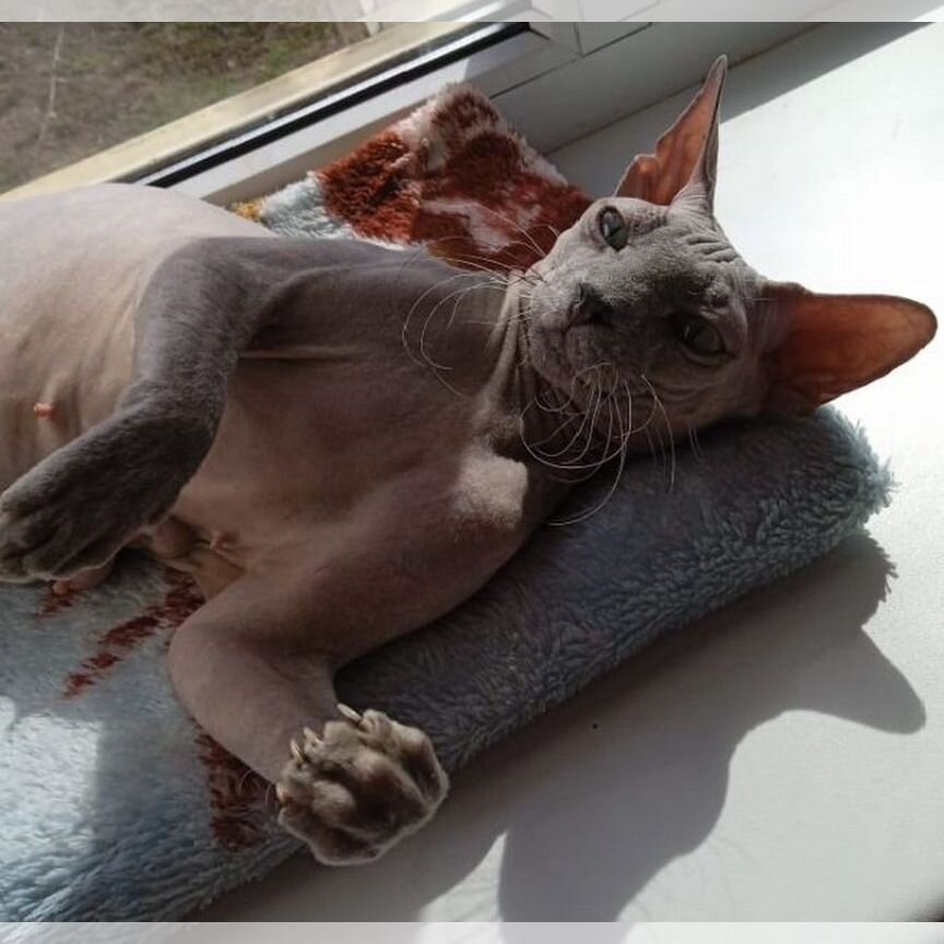 Кошка сфинкс