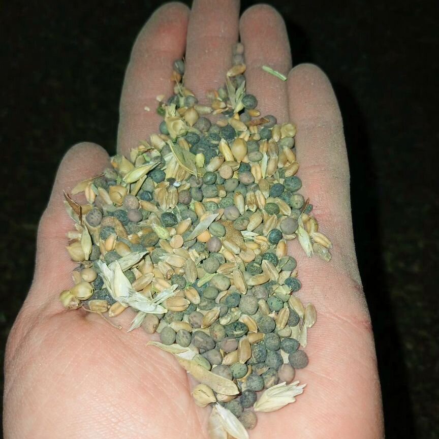 Вика с пшеницей