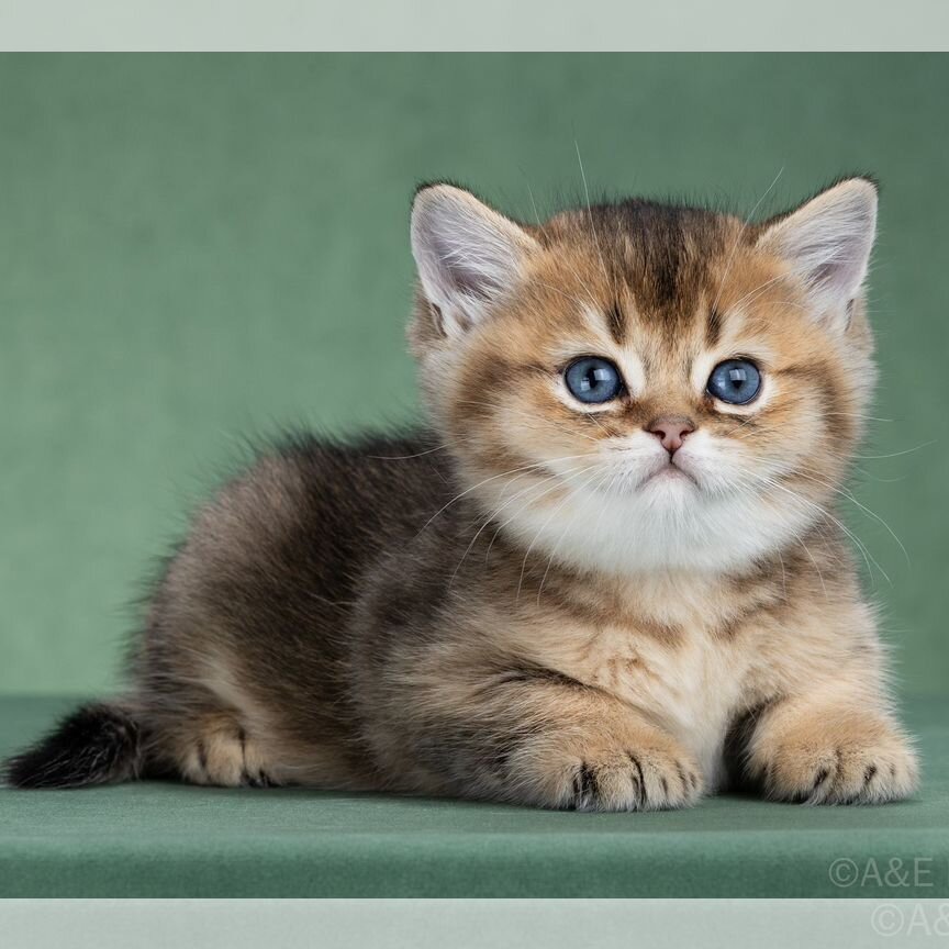 Шотландский прямоухий короткошёрстный котёнок