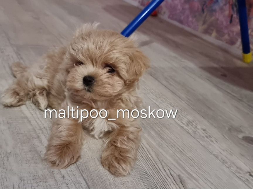 Мальтипу