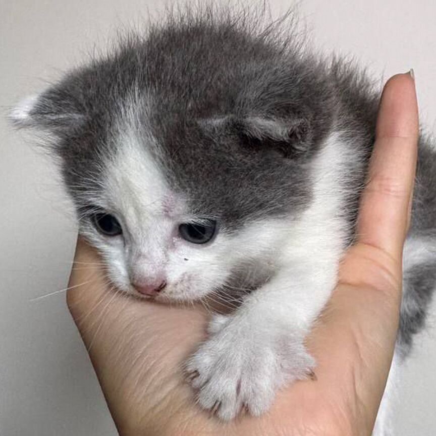 Котята
