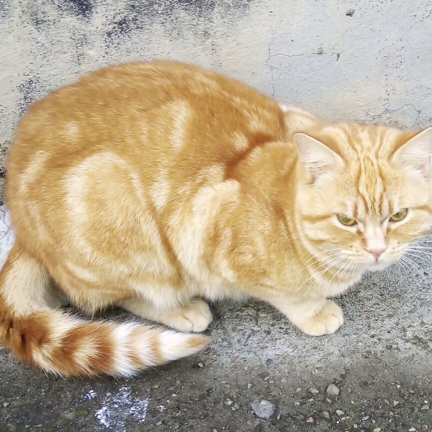 Отдам кота в добрые руки
