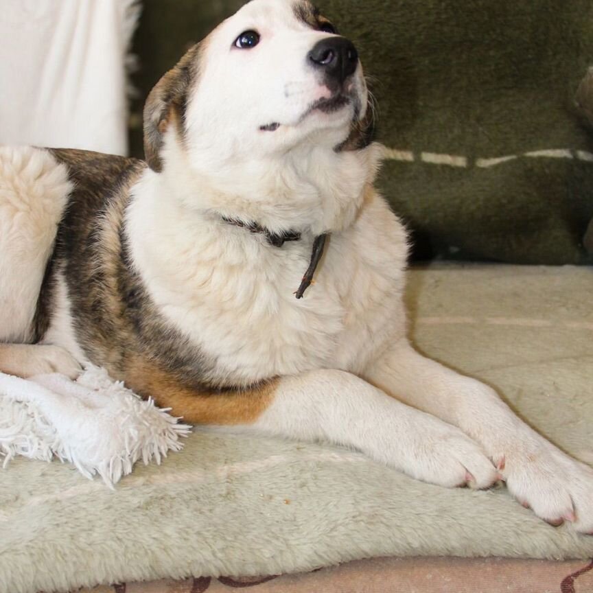 Щенок девочка в добрые руки