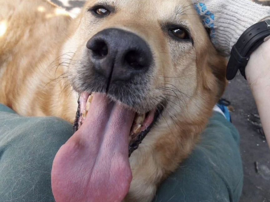 Собака Фиона в семью