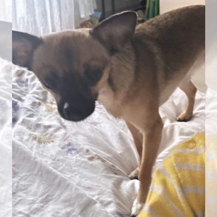 Чихуахуа, щенок