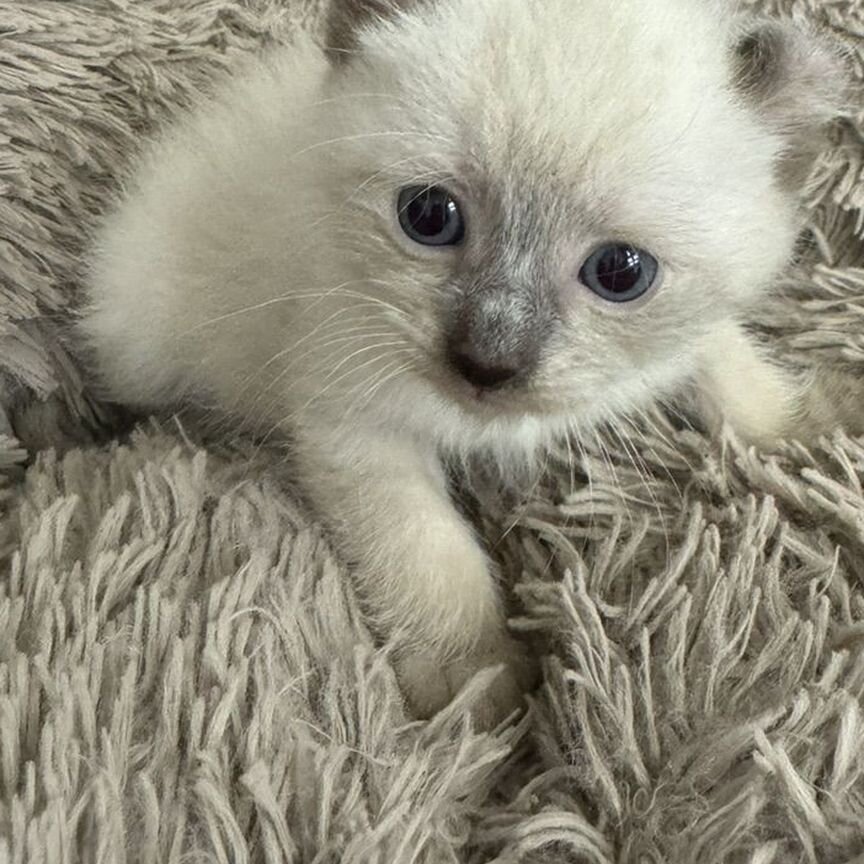 Малыш мишка