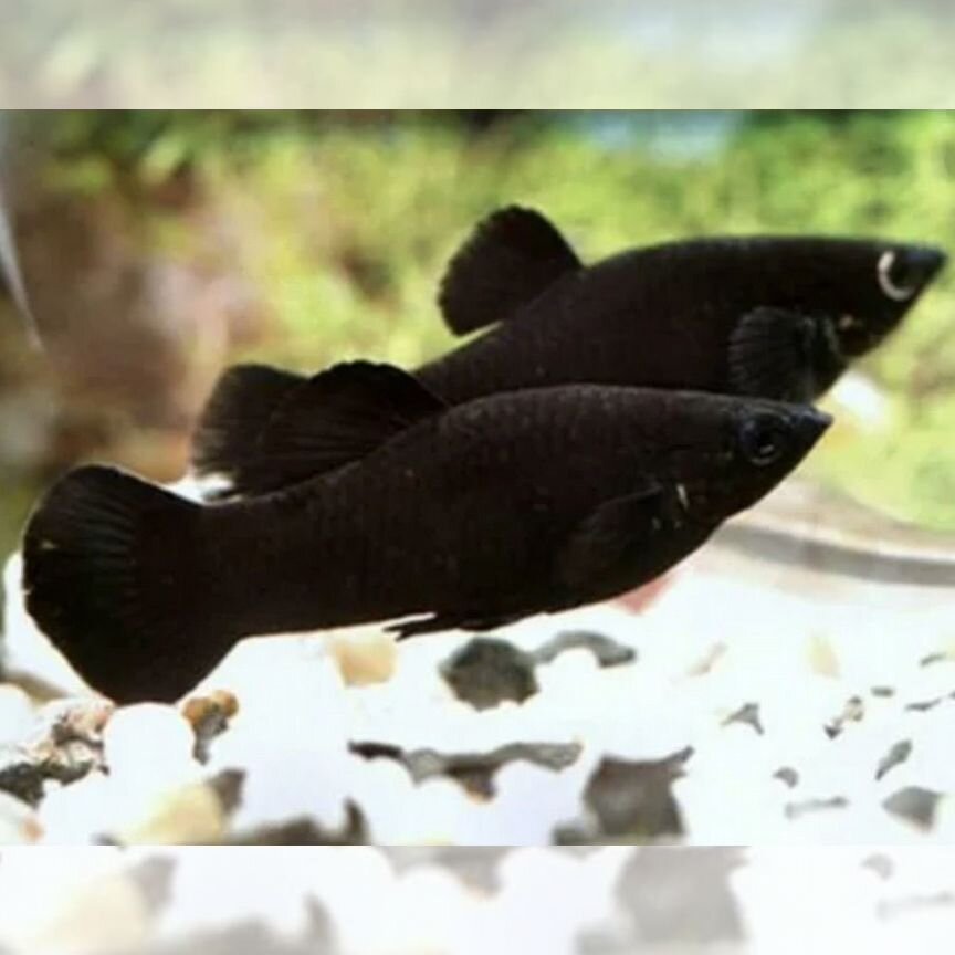 Самец молинезии