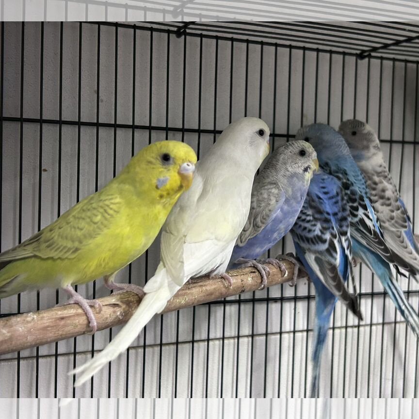 Птенцы волнистый попугай