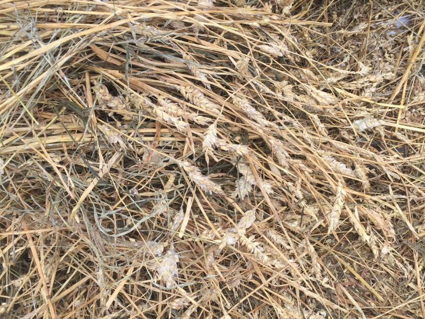 Продам сенаж в рулонах