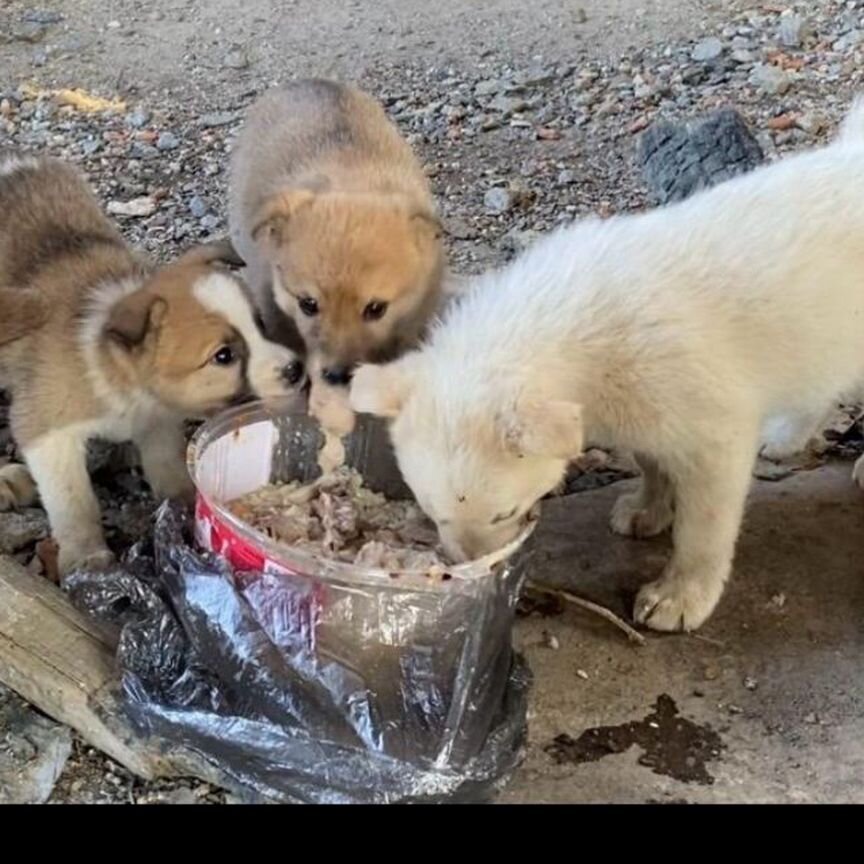 Немецкая овчарка, щенок