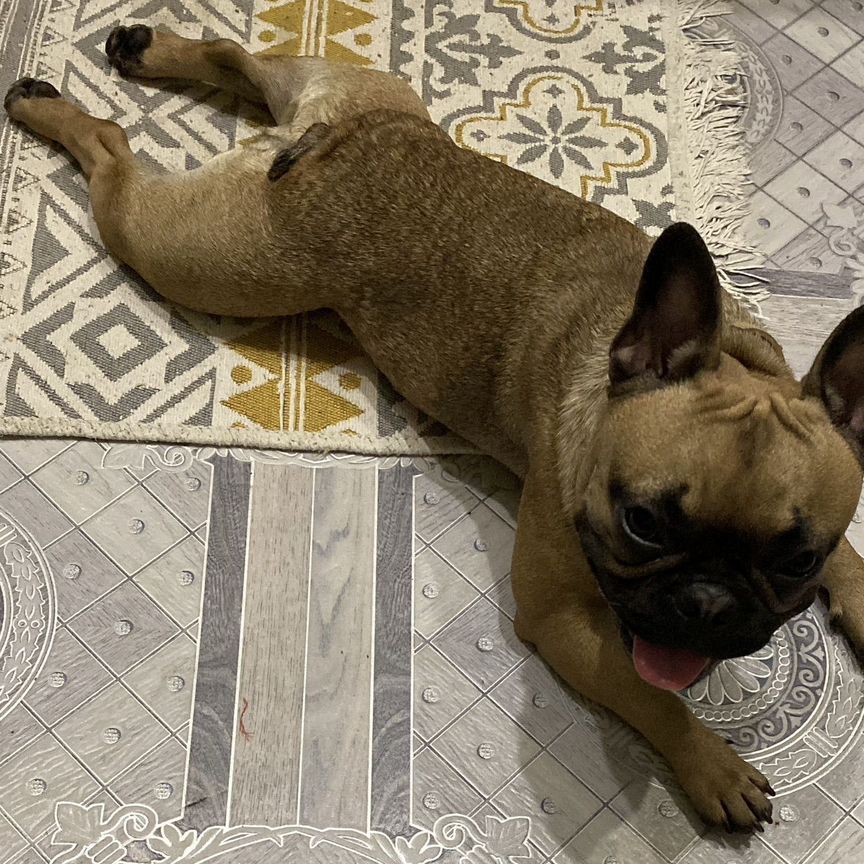 Французский бульдог, щенок