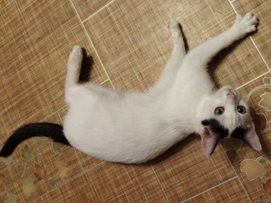 Котик и кошечки молодые