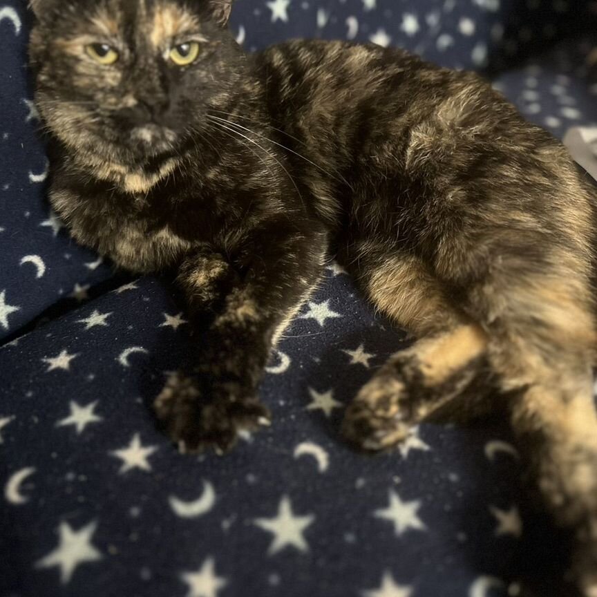 Кошка в добрые руки