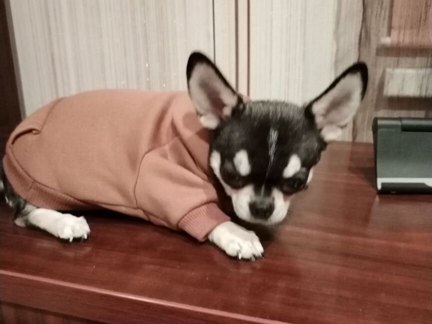 Одежда для мини собак