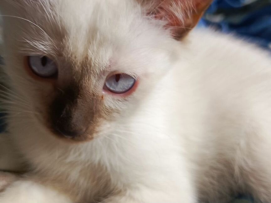 Котёнок мальчик