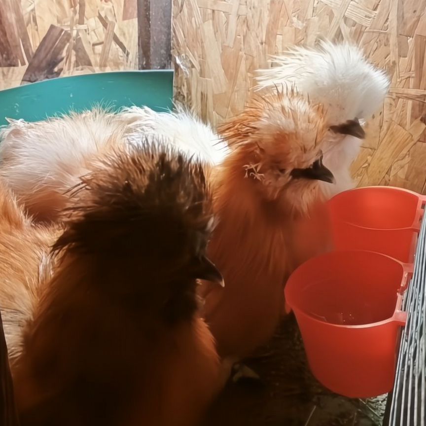 Петух китайский шелковый