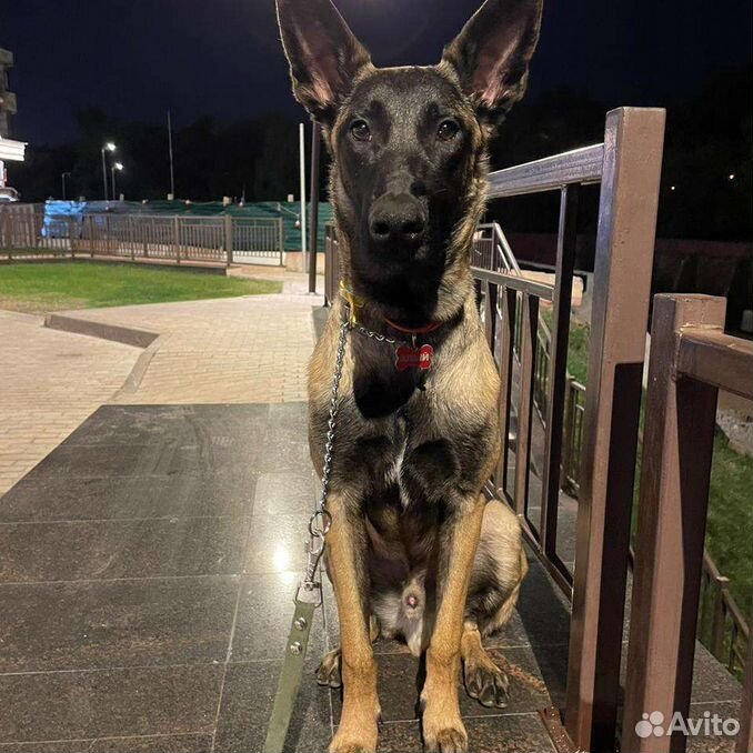 Бельгийская овчарка малинуа