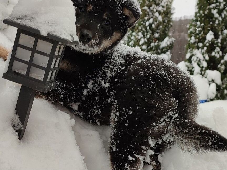 Девочка брюнетка сиба ину