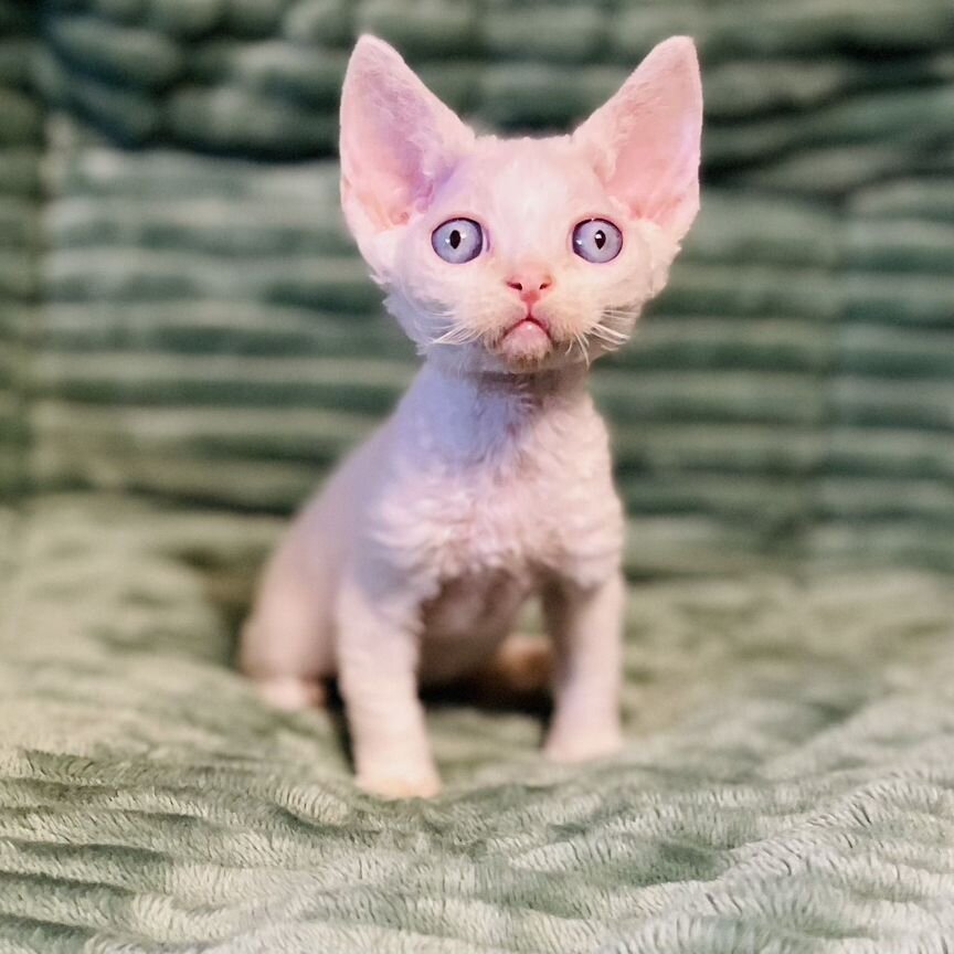 Голубоглазый малышик