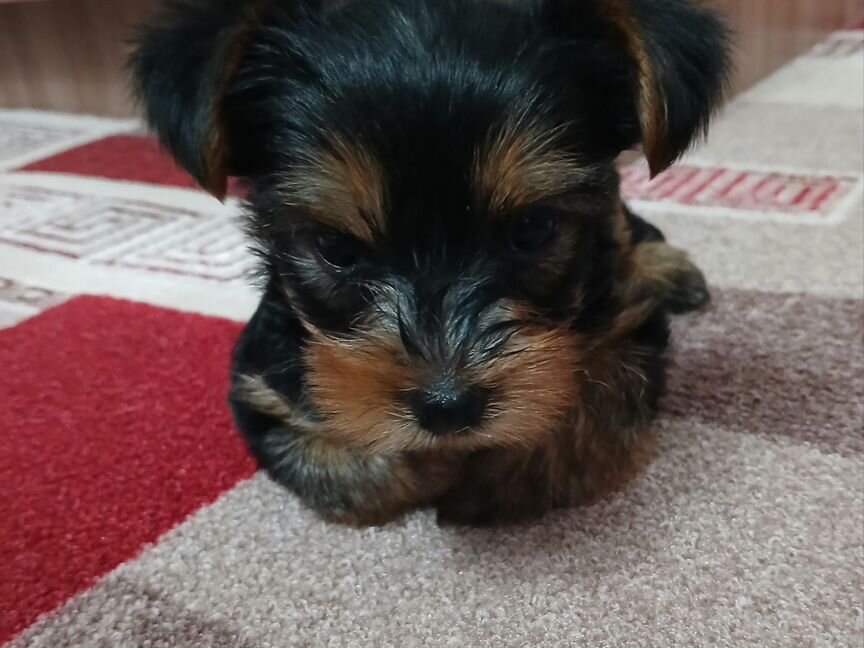 Йоркширский терьер