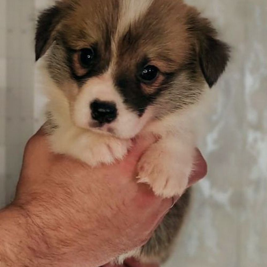 Вельш-корги пемброк