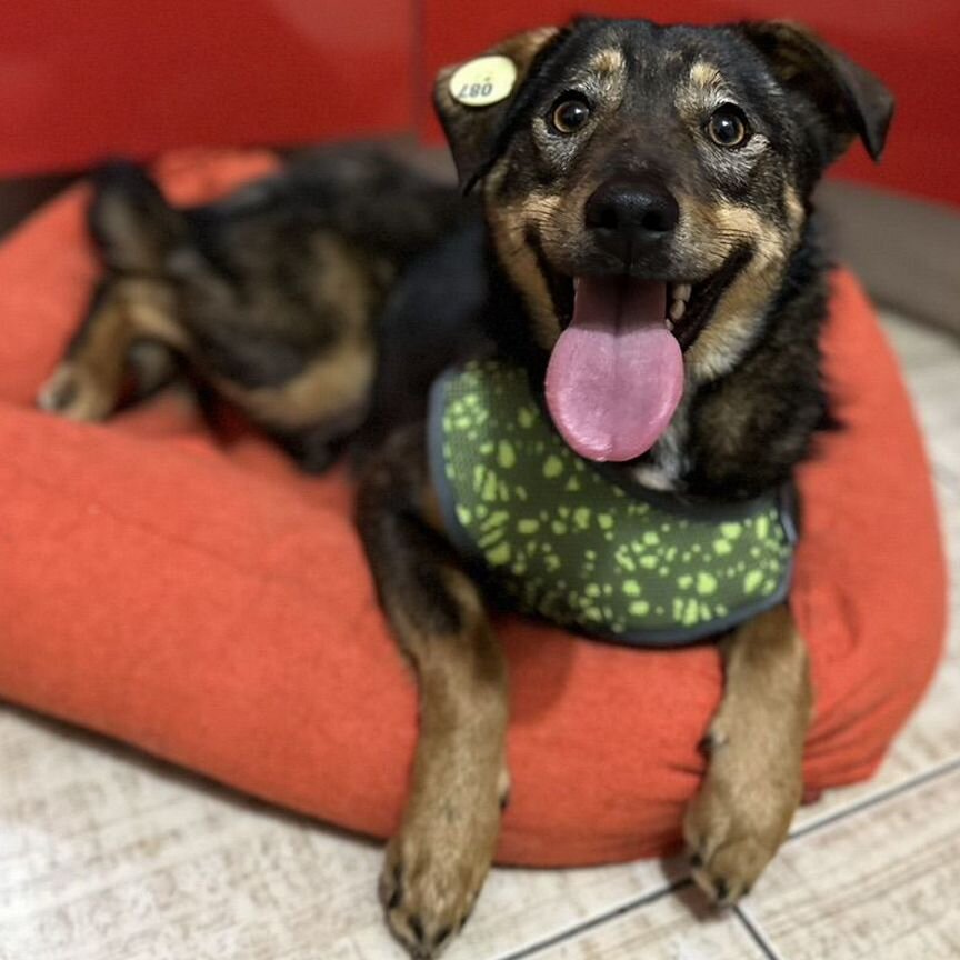 Маленькая собачка в добрые руки