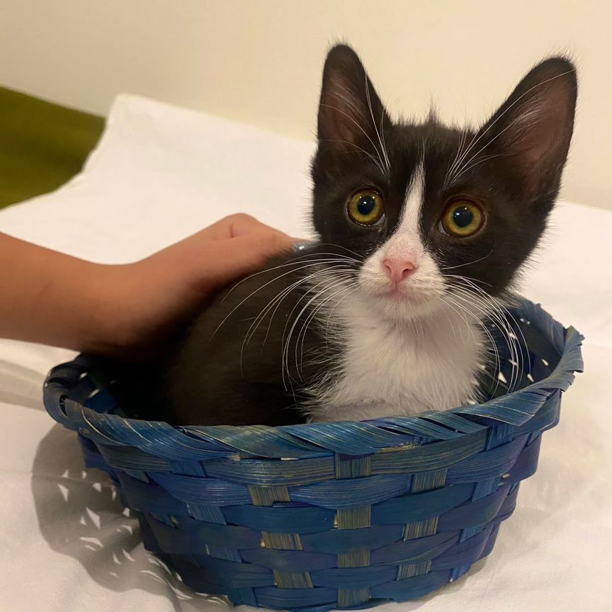 Котенок