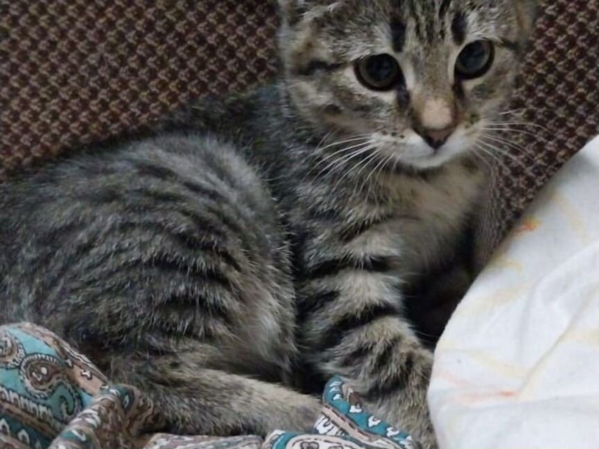 Полосатый малыш ищет дом в дар