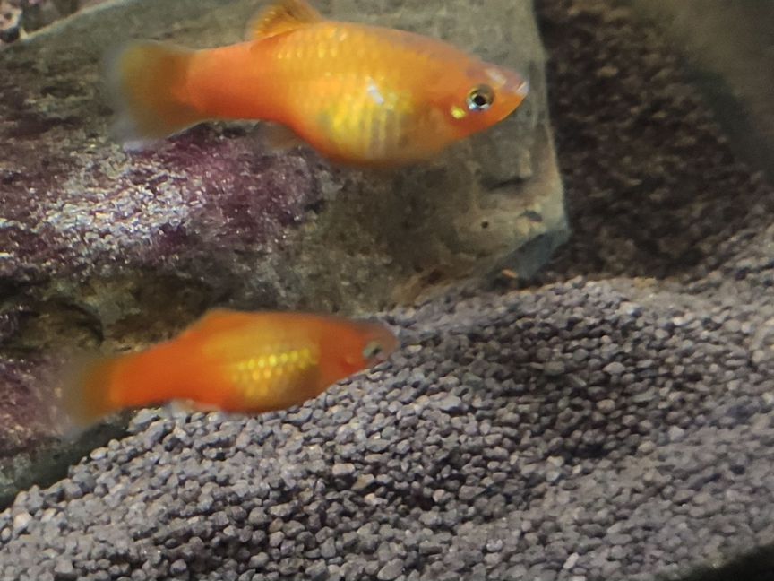 Рыбки пецилии