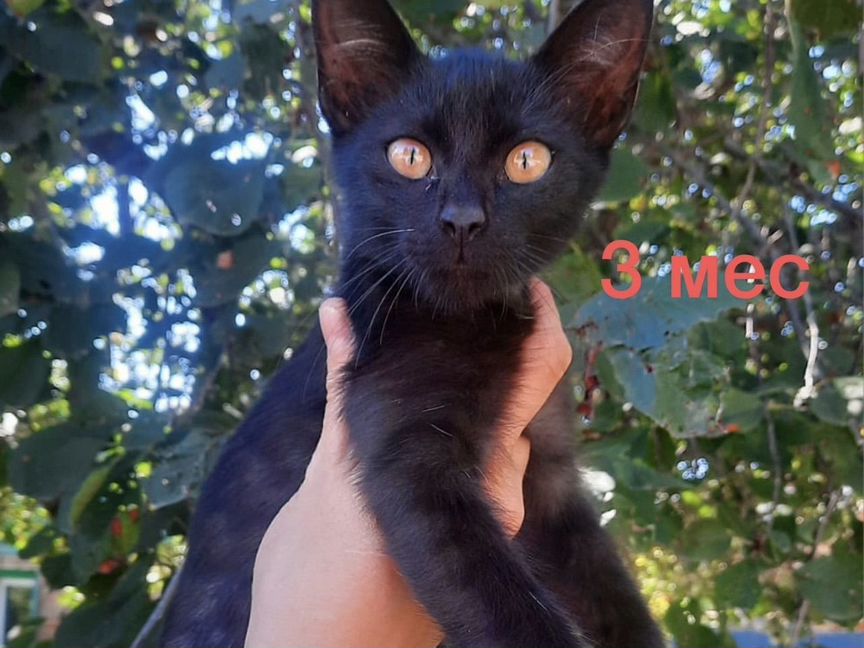 Котята разных возрастов в добрые руки