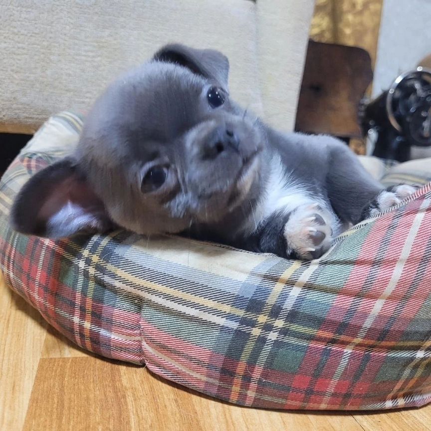 Чихуахуа мини