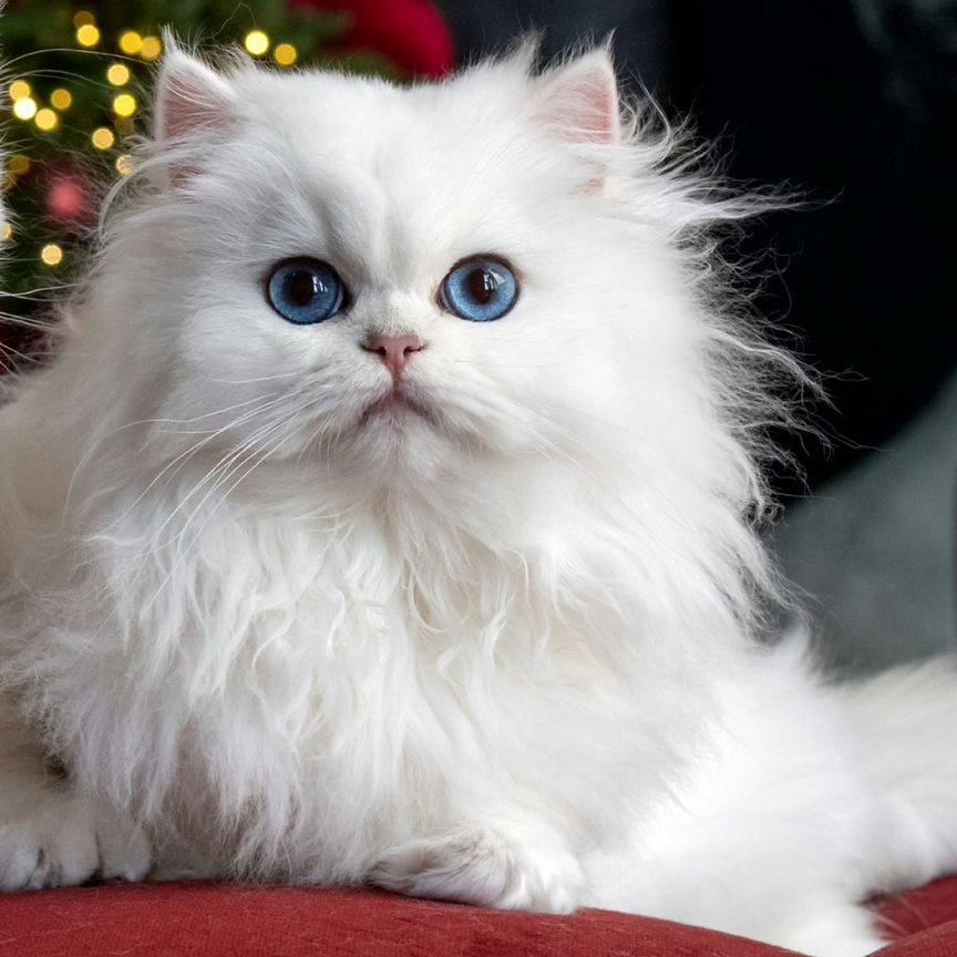 Британский длинношёрстный котёнок