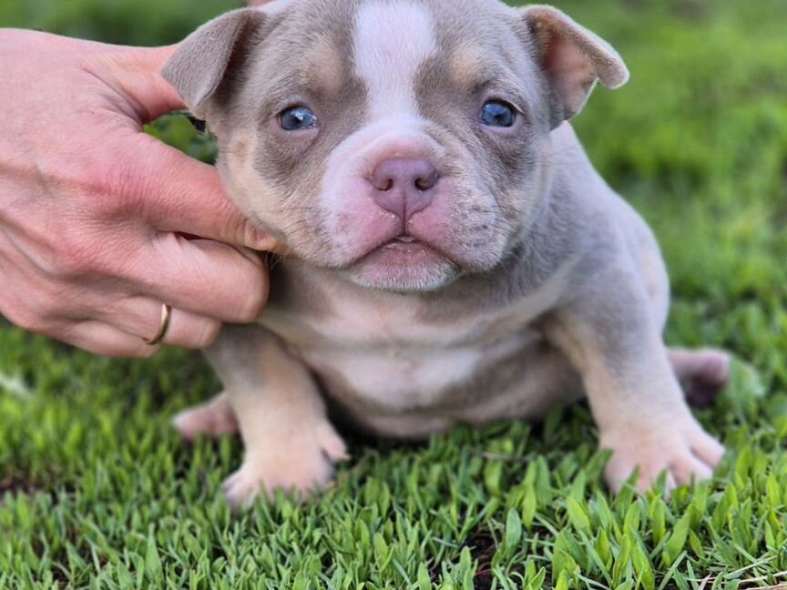 Американский булли тип покет (девочка)