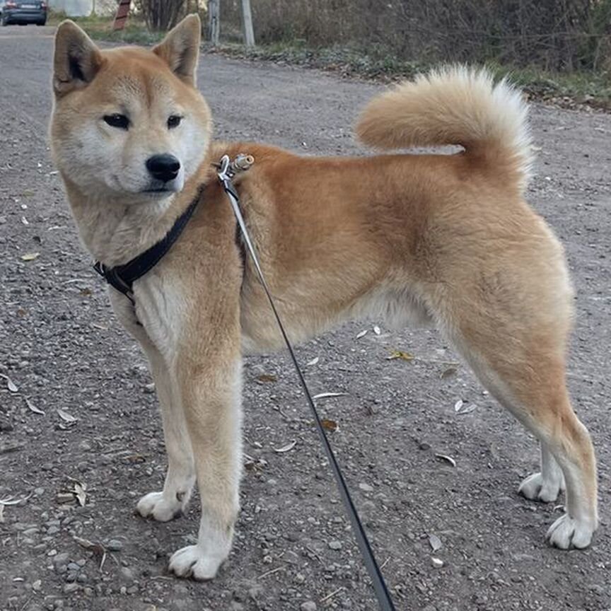 Собака сиба ину (шибу ину)